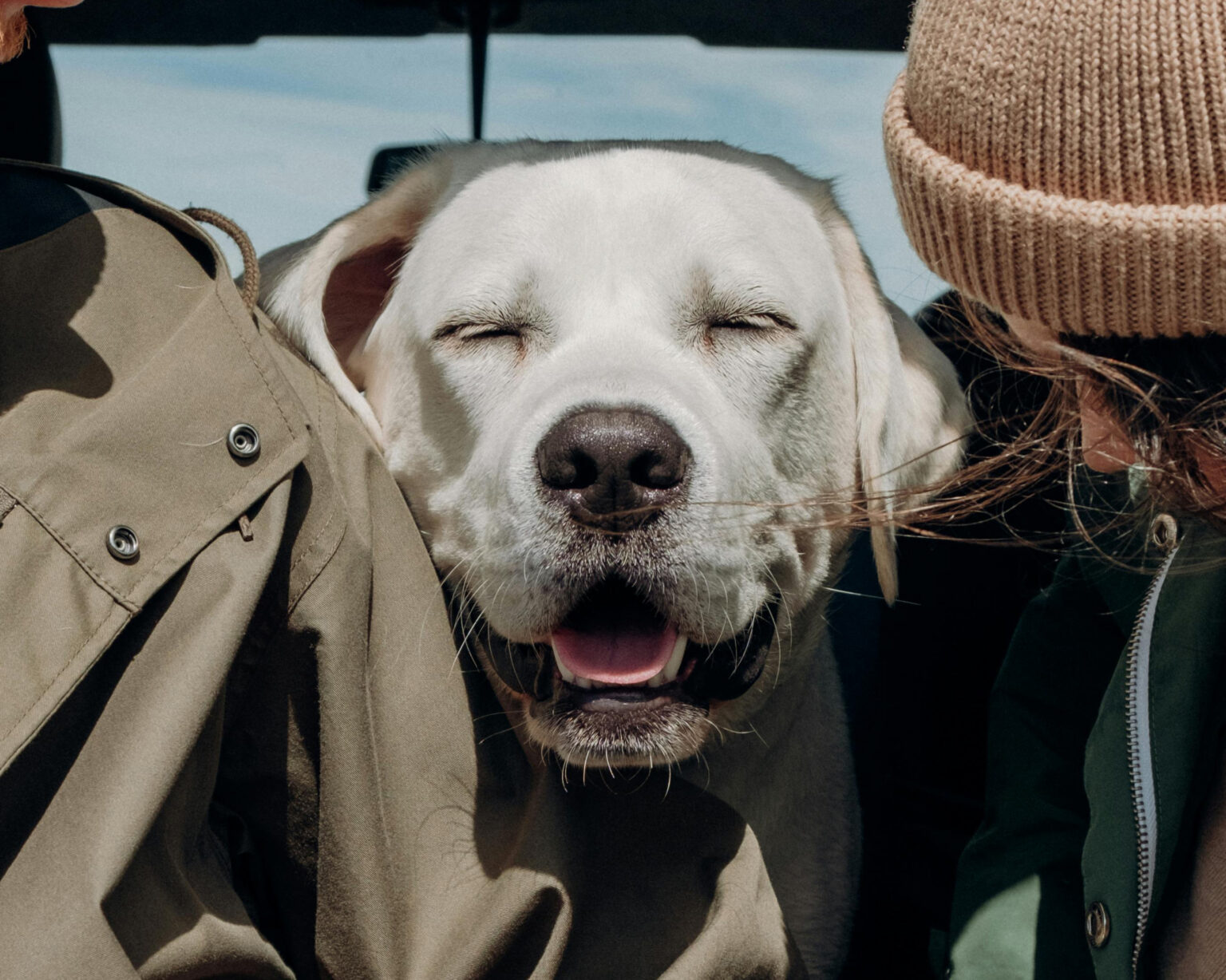How To Drive Safely With Pets In The Car — Tate Accident Law | Sherman TX